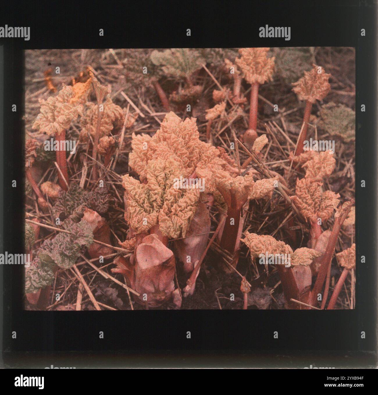 Autochrome hi-res stock photography and images - Alamy