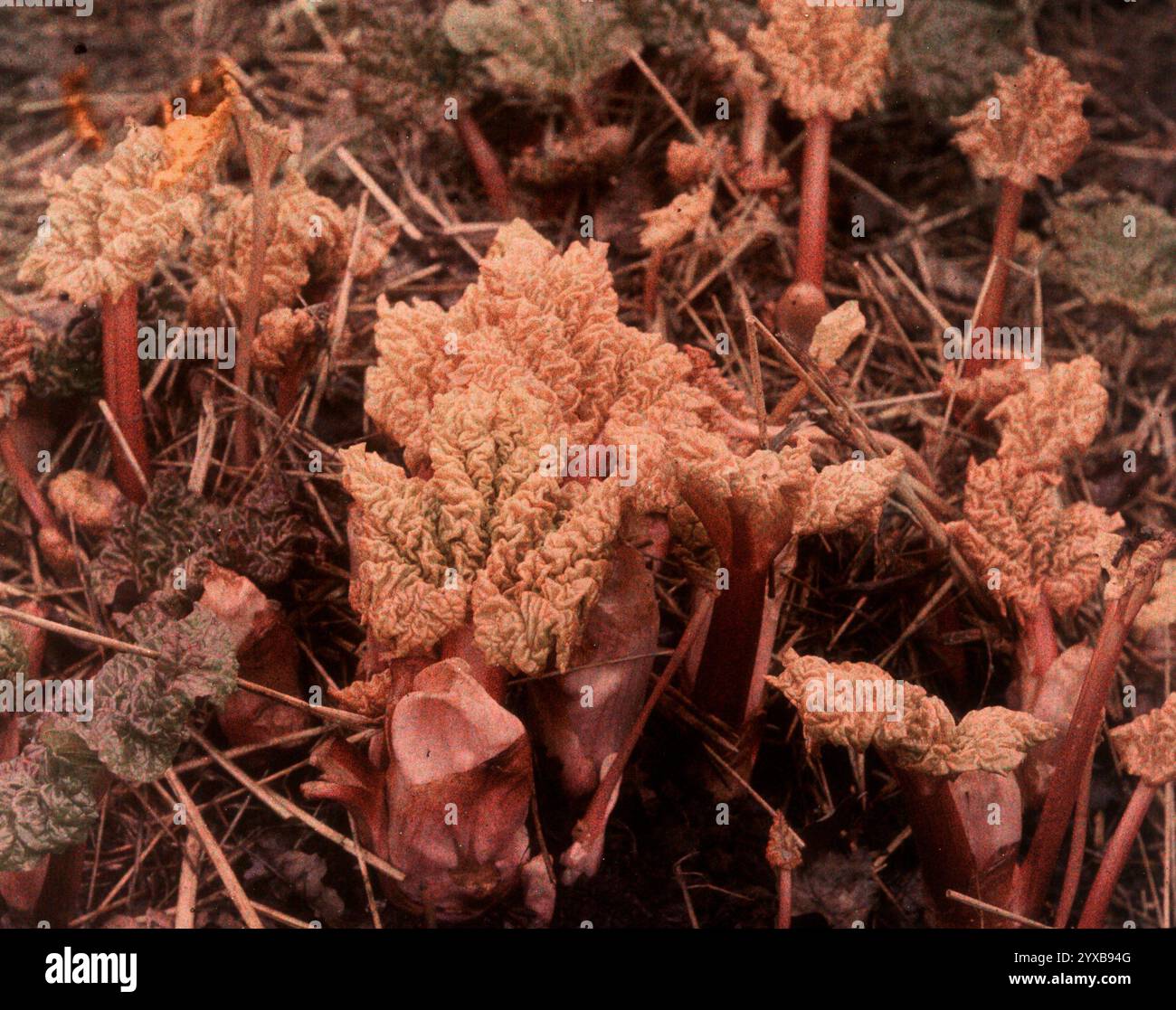 Autochrome hi-res stock photography and images - Alamy