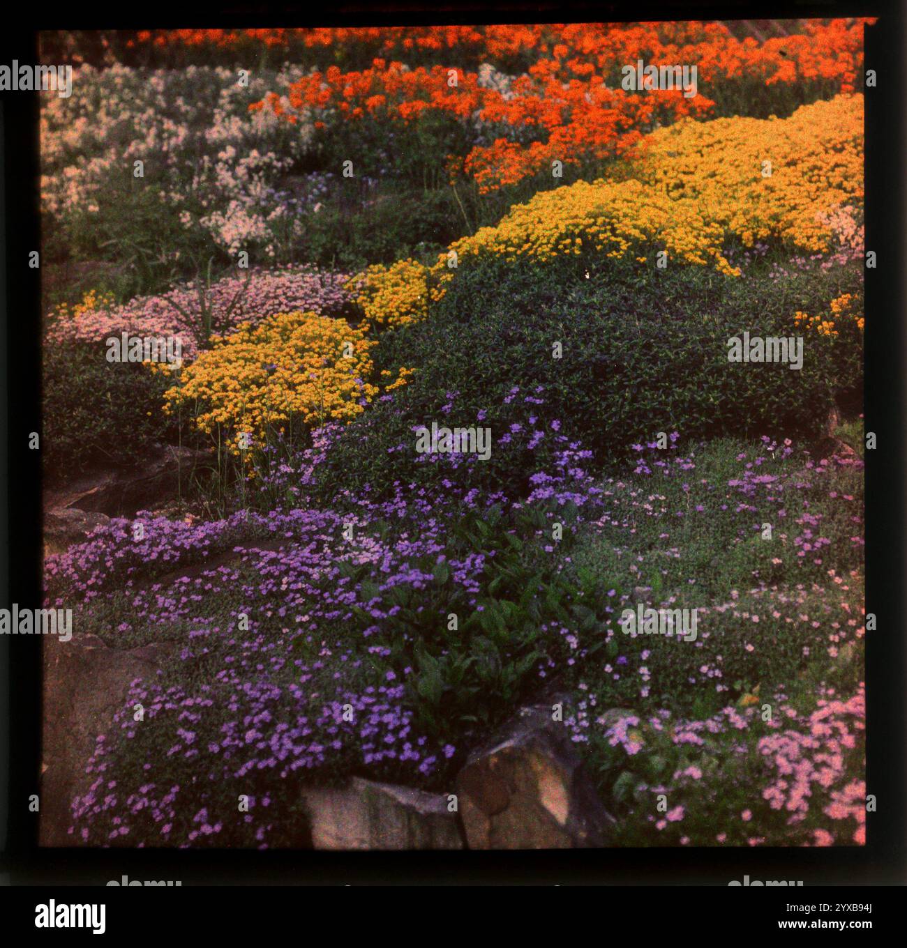 Autochrome plates hi-res stock photography and images - Alamy