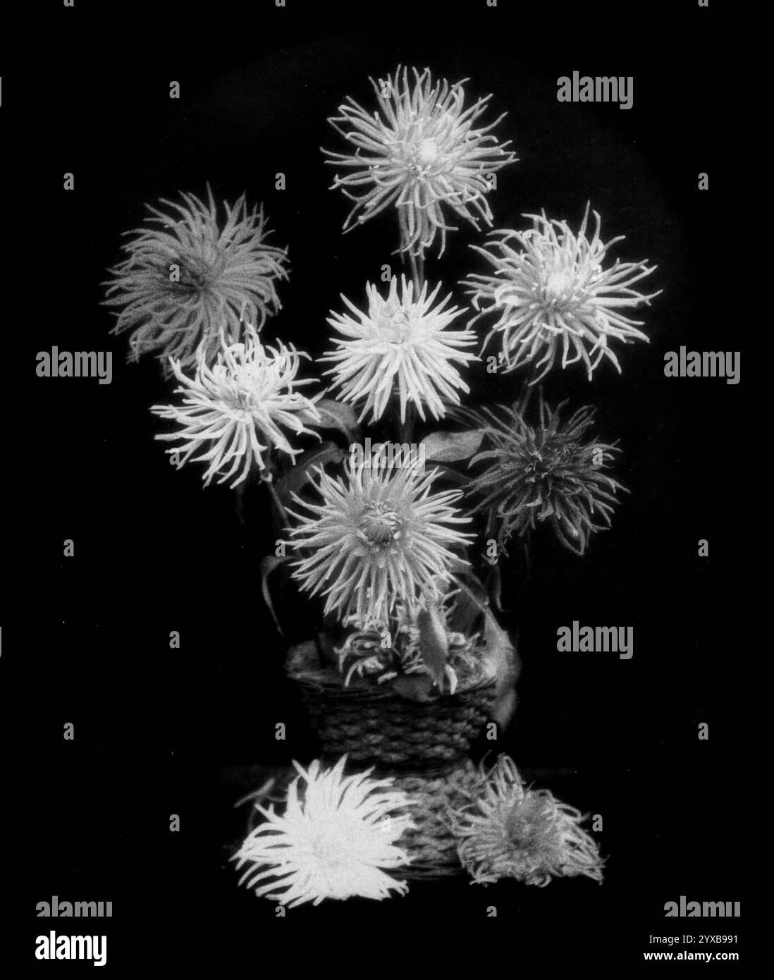 Starch flower Black and White Stock Photos & Images - Alamy
