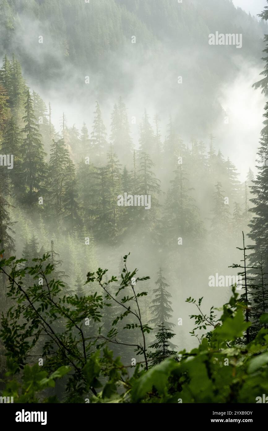 Thin Fog Shows The Layers Of Trees On The Mountains of Mount Rainier ...