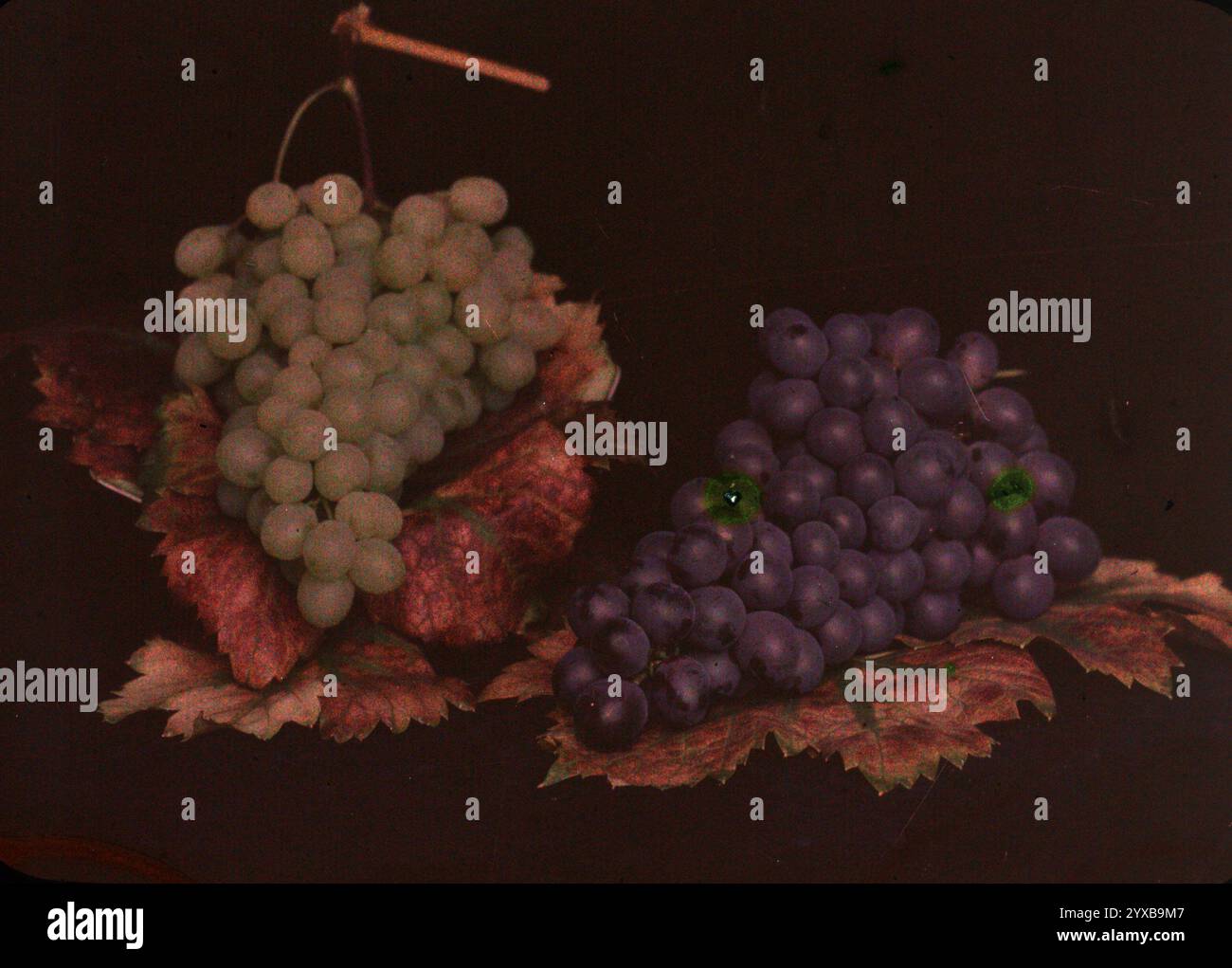 Autochrome plates hi-res stock photography and images - Alamy