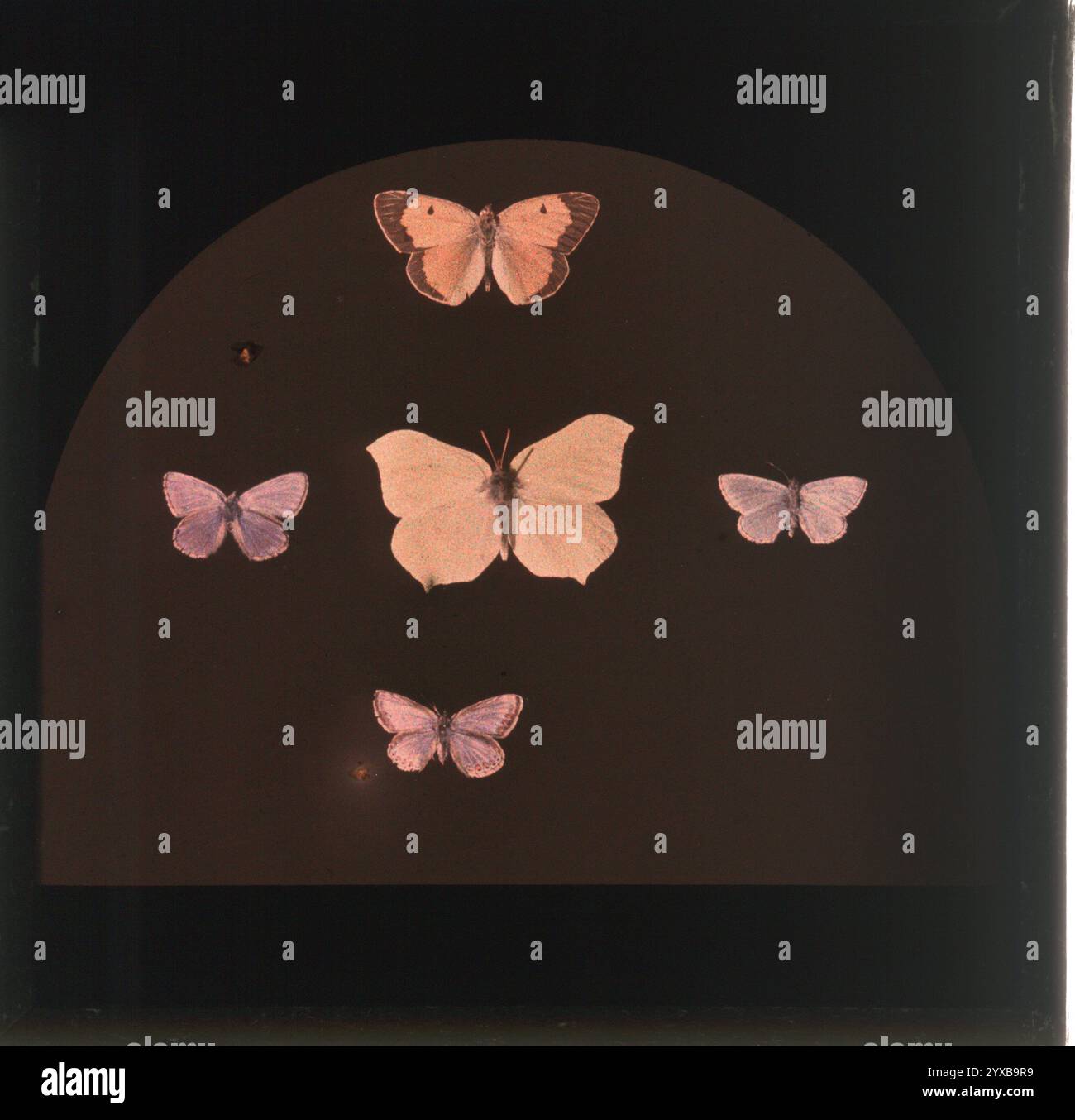 Autochrome plates hi-res stock photography and images - Alamy