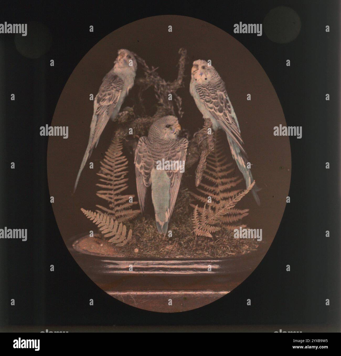 Autochrome plates hi-res stock photography and images - Alamy