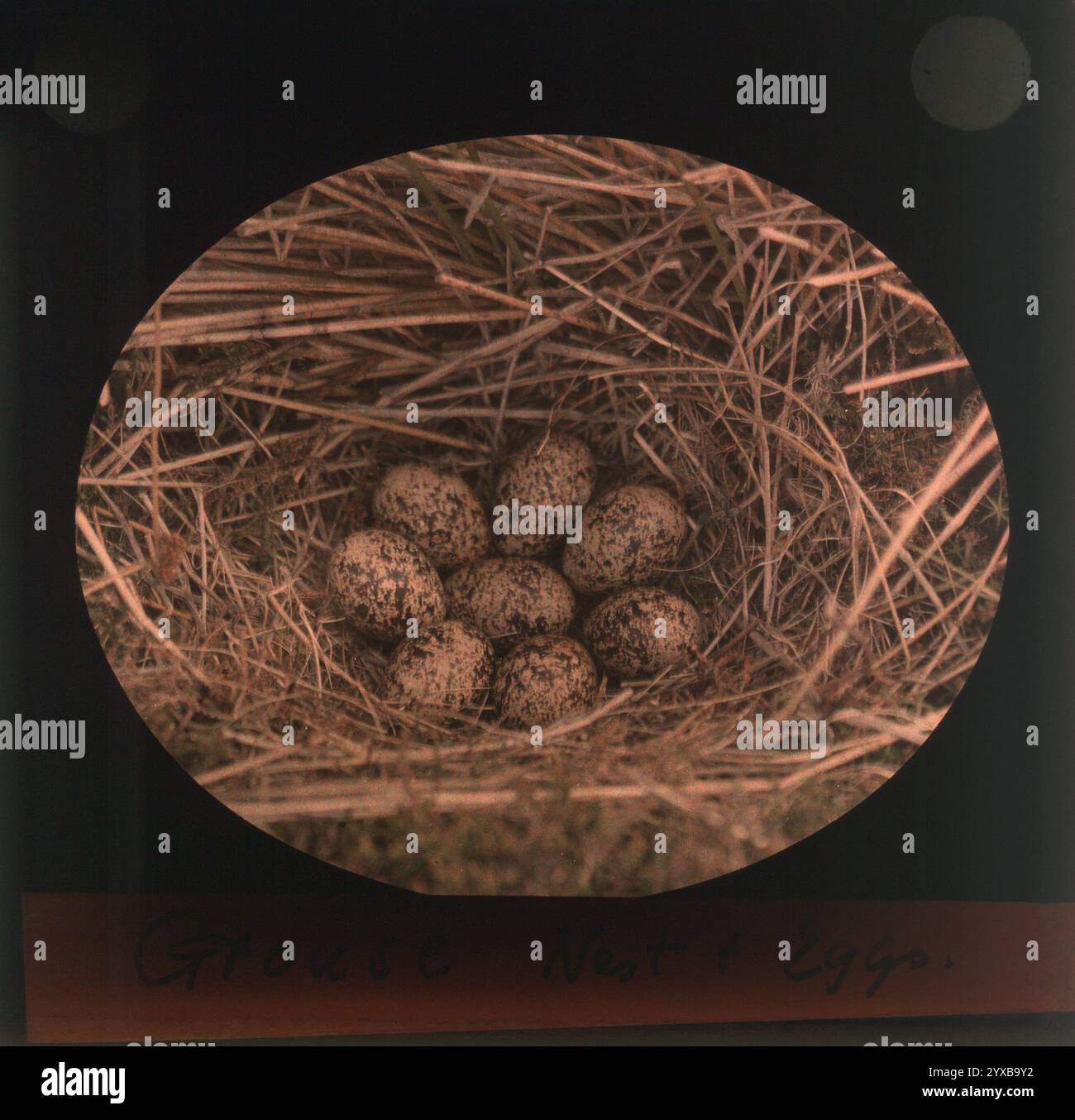 Autochrome plates hi-res stock photography and images - Alamy