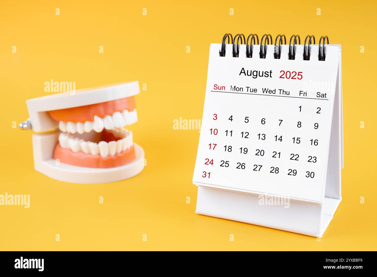 Desk calendar August 2025 and tooth model on yellow background, Dental ...