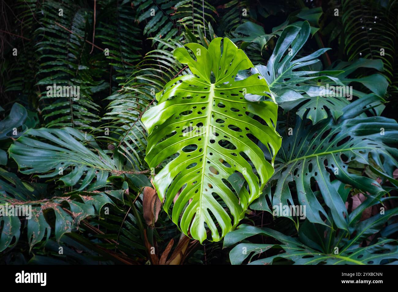 Monstera leaves - tropical forest plant, Philodendron Stock Photo - Alamy
