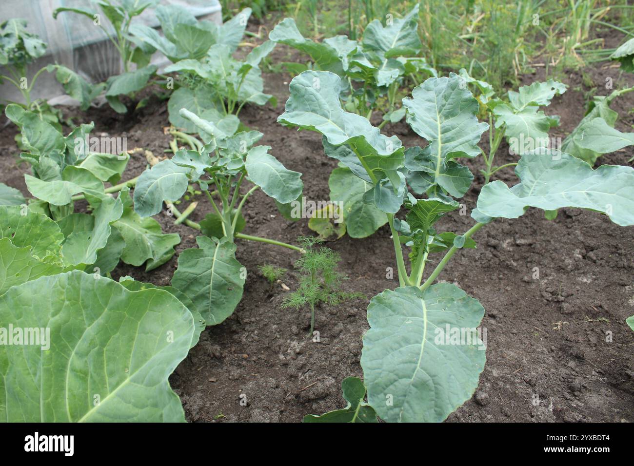 Growing cabbage. Cabbage seedlings in the garden bed. Farming and ...