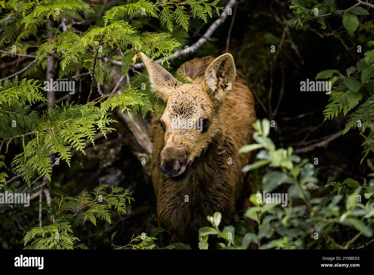 Canadian wilderness adventures hi-res stock photography and images - Alamy