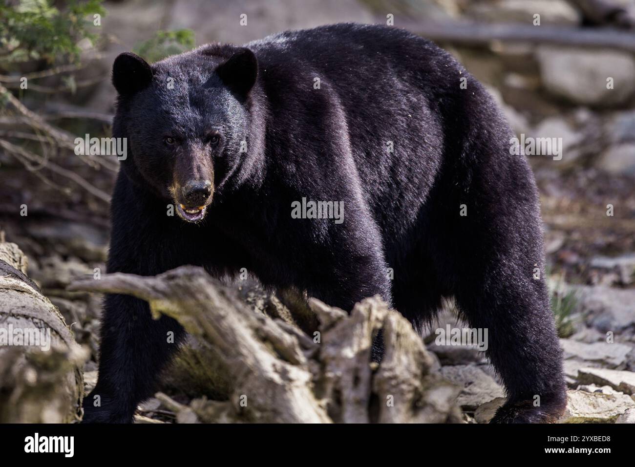 Canadian wilderness adventures hi-res stock photography and images - Alamy