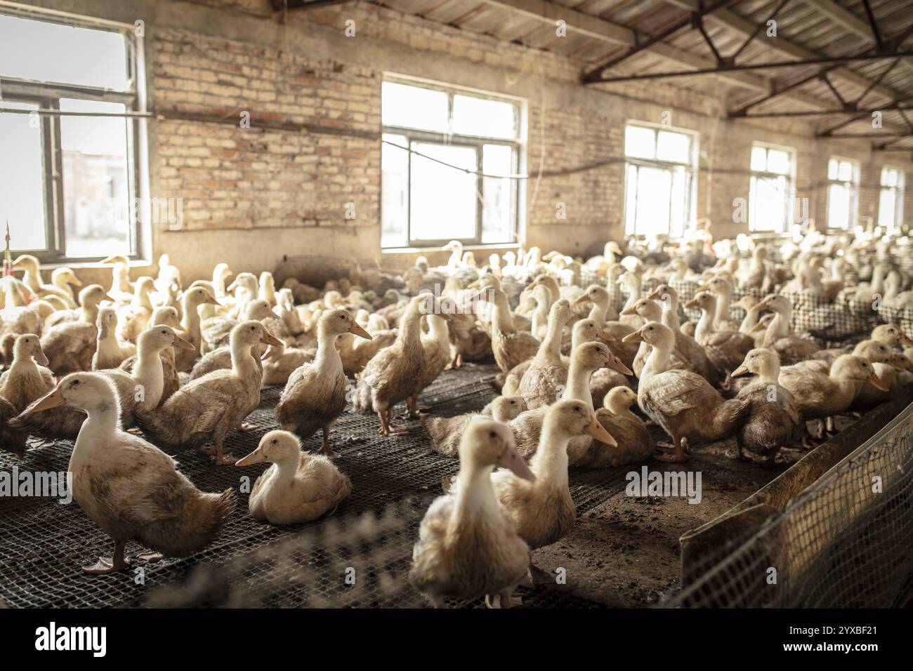 Ducks in rearing station, Jiang Su Salted Duck Farming Co. Ltd, Xiang ...