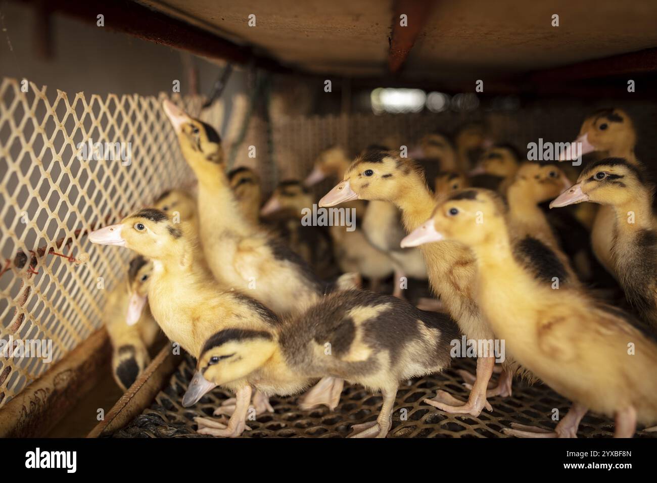 Ducklings in rearing station, Jiang Su Salted Duck Farming Co. Ltd ...