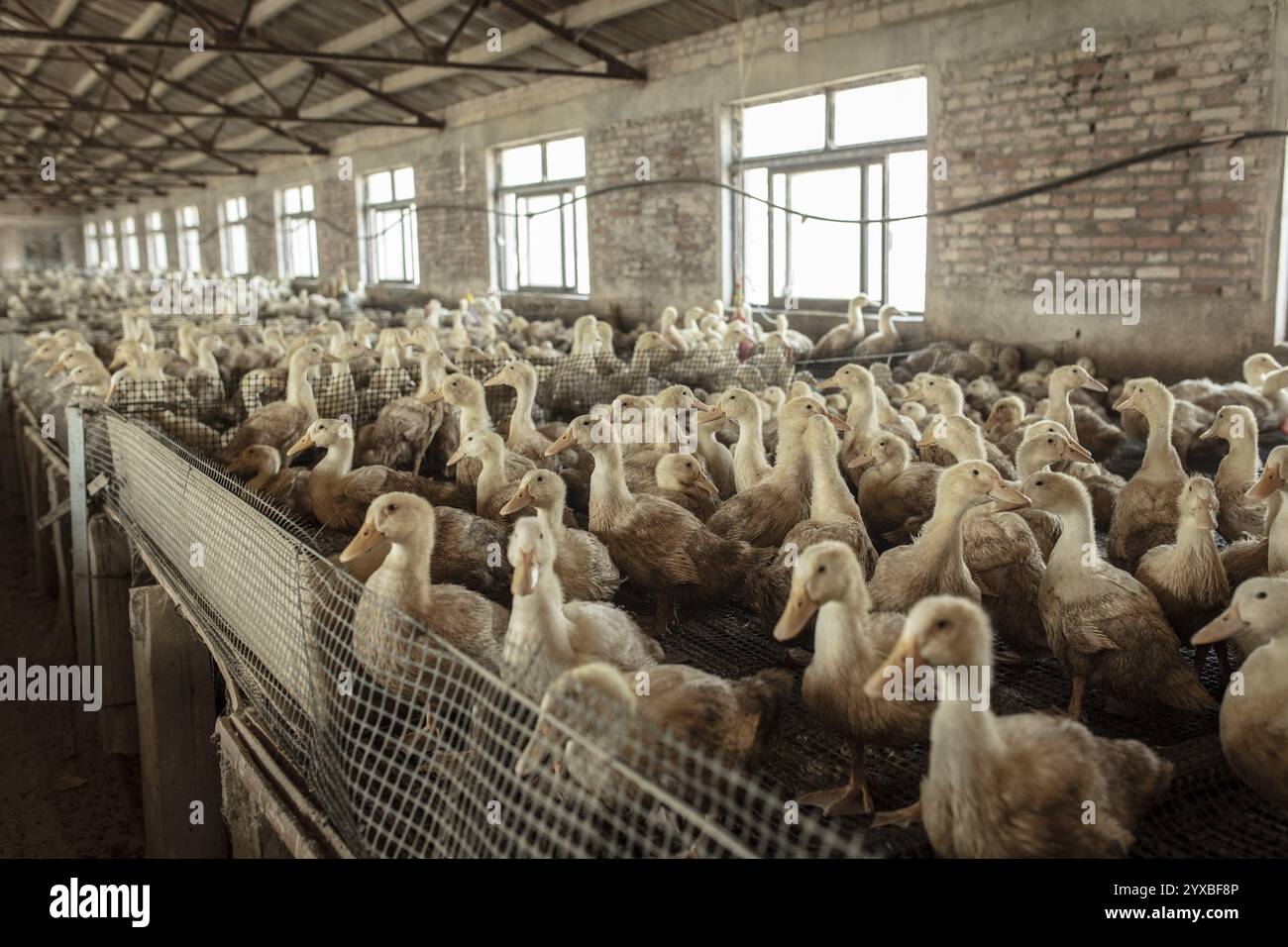 Ducks in rearing station, Jiang Su Salted Duck Farming Co. Ltd, Xiang ...