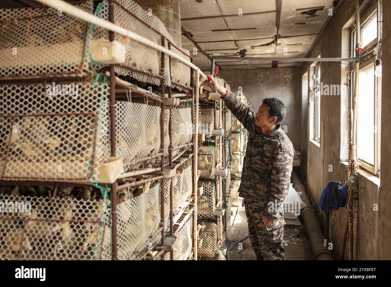 Worker with ducklings in rearing station, Jiang Su Salted Duck Farming ...