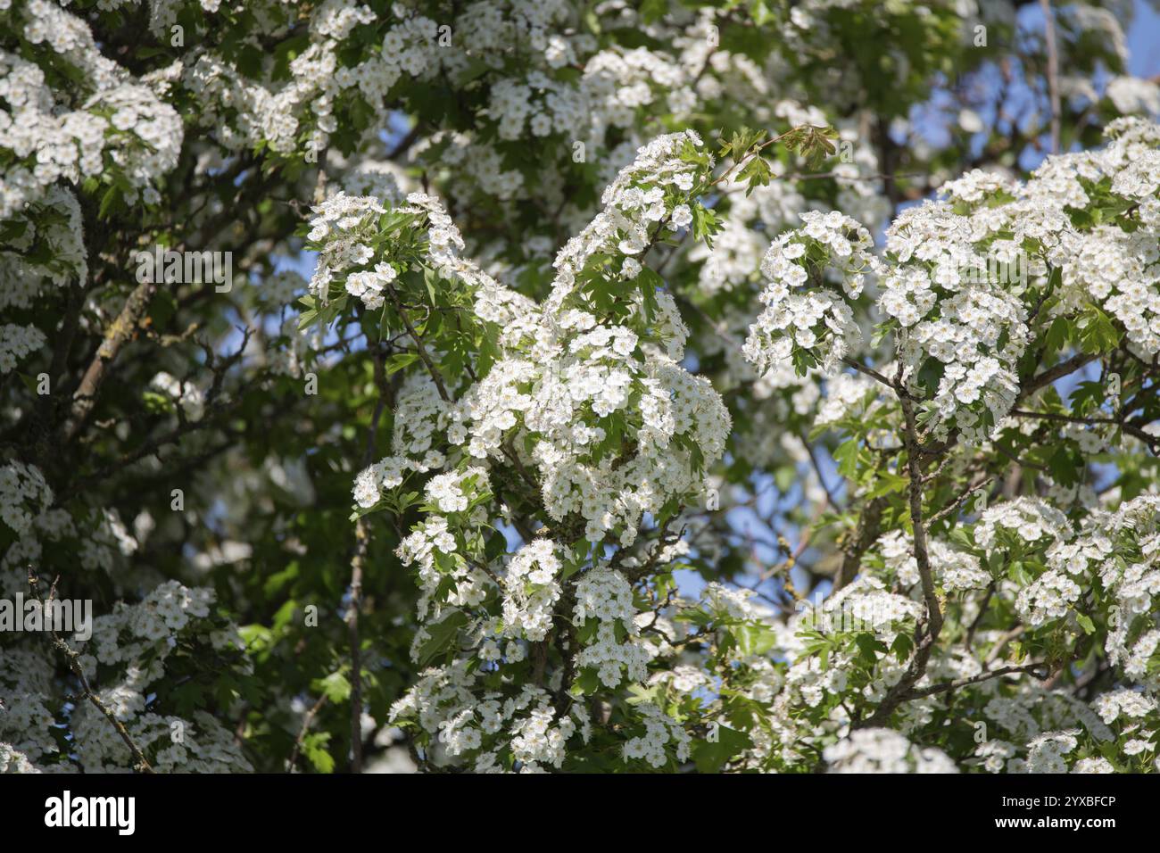 Hawthorns full bloom hi-res stock photography and images - Alamy