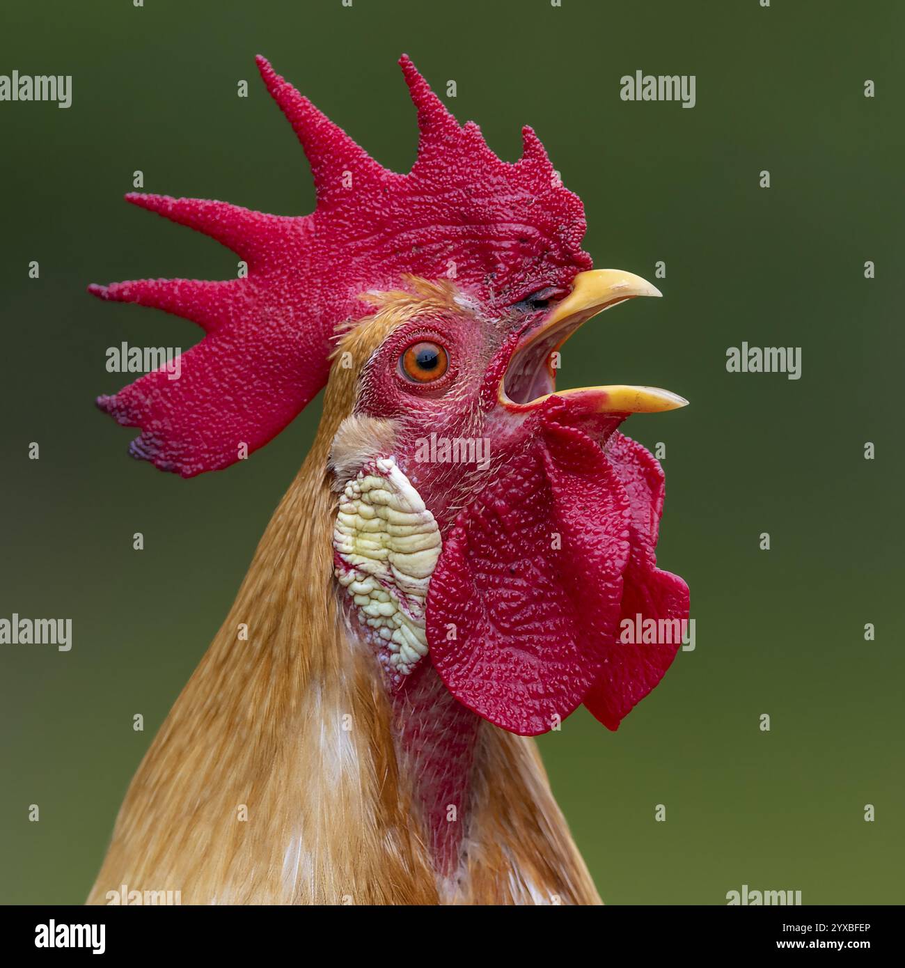 Portrait chicken looks camera hi-res stock photography and images - Alamy