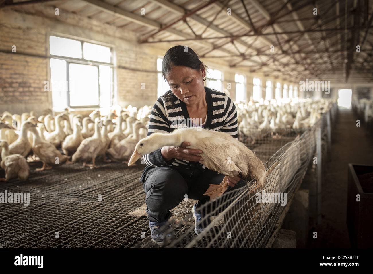 Labourer Ma Jian Hui, the workers live in the respective buildings ...