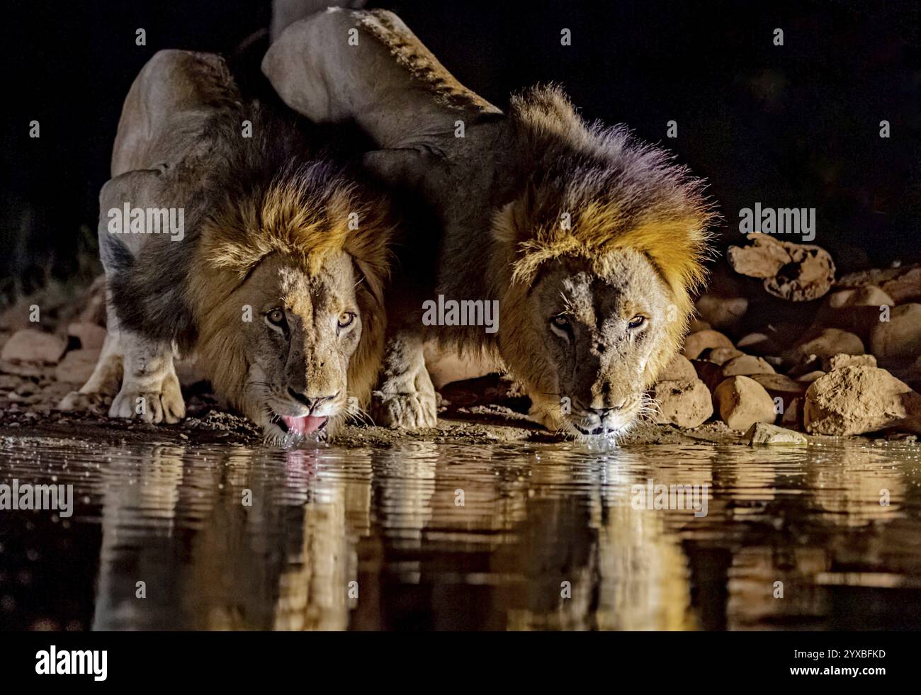 Animal, animals, mammal, mammals, biotope, habitat, Two female lions ...