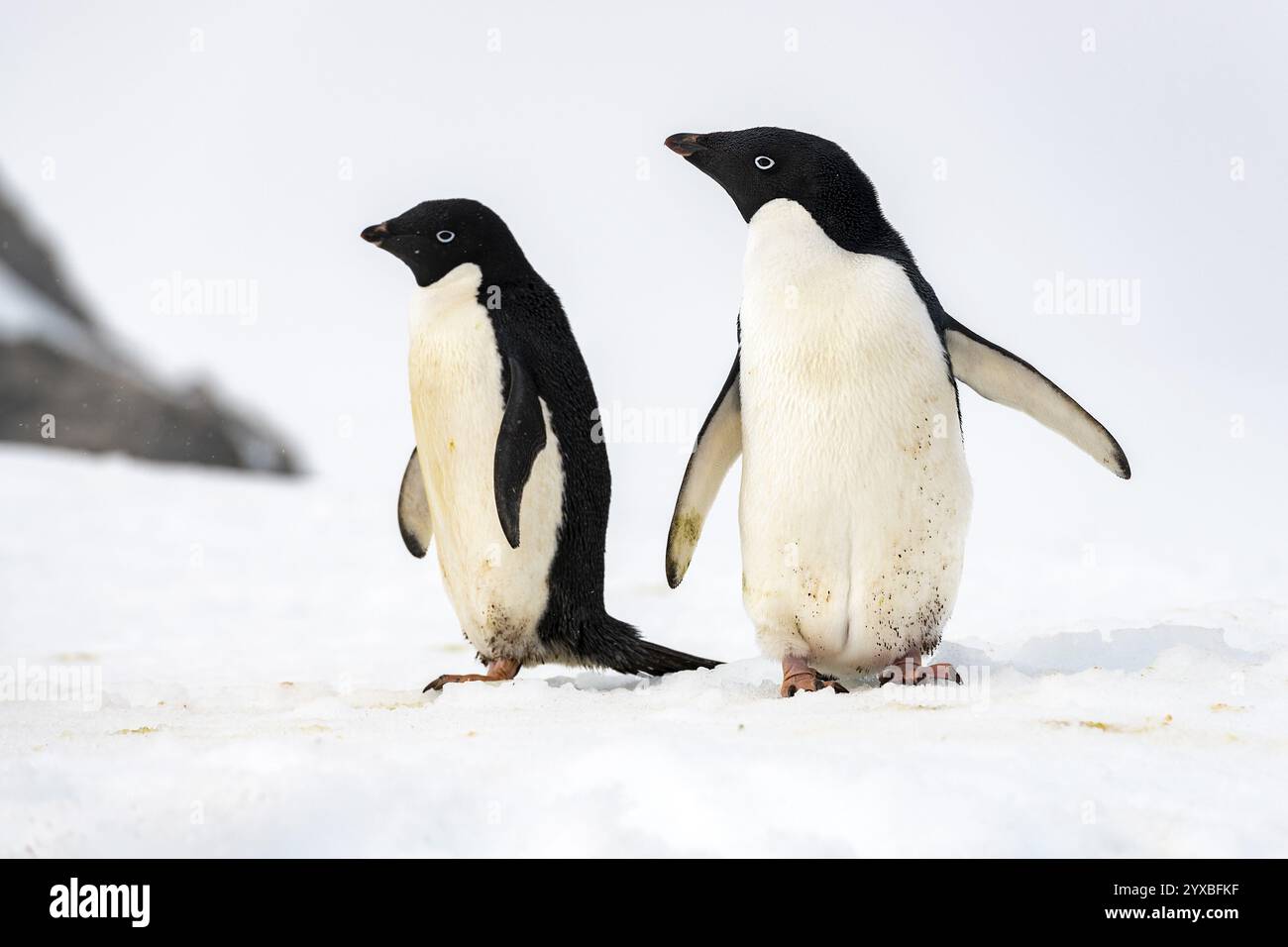 Adelie penguin, (Pygoscelis antarctica), two, animals, birds, penguins ...
