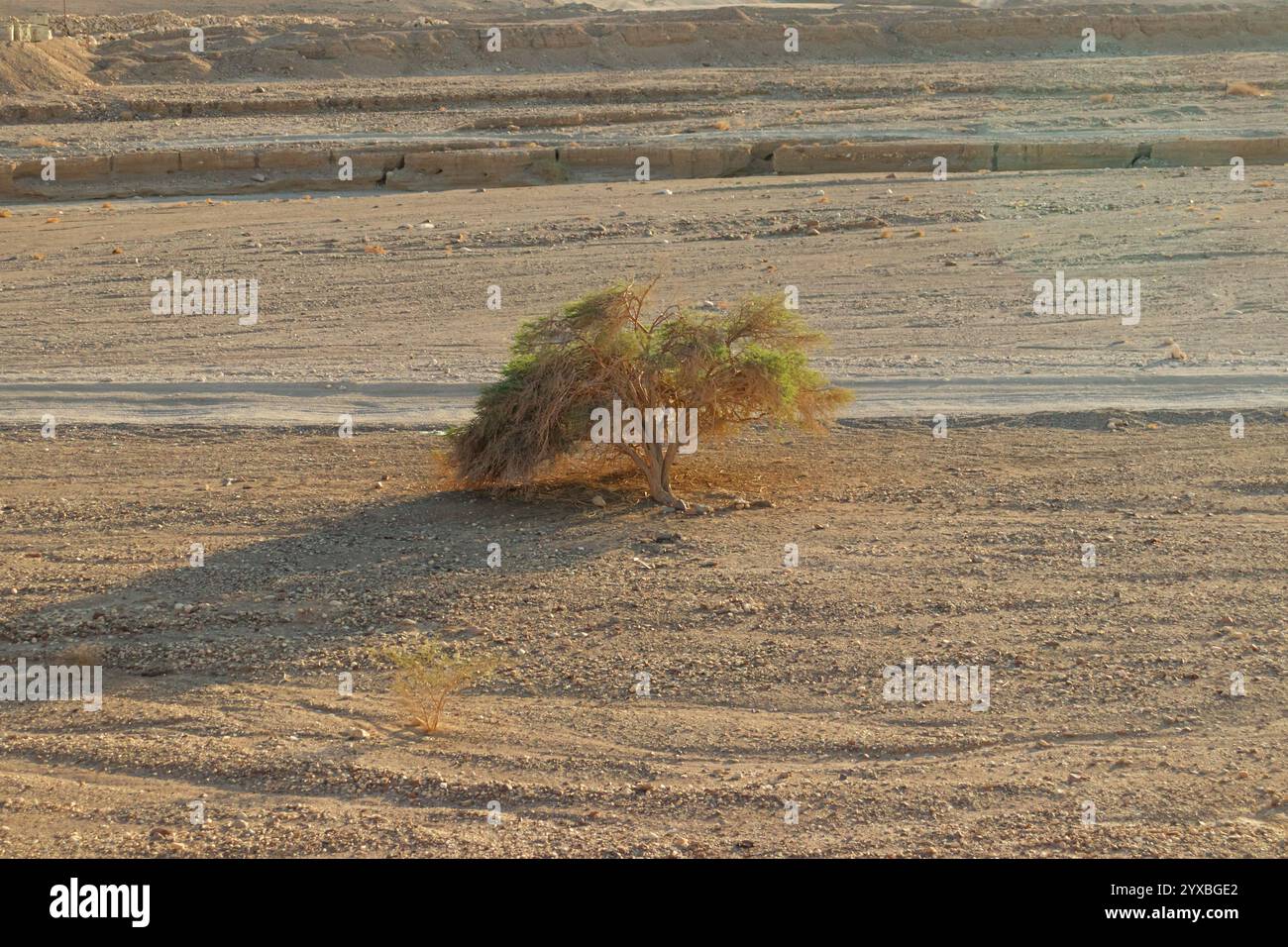 Plant growing in desert hi-res stock photography and images - Alamy