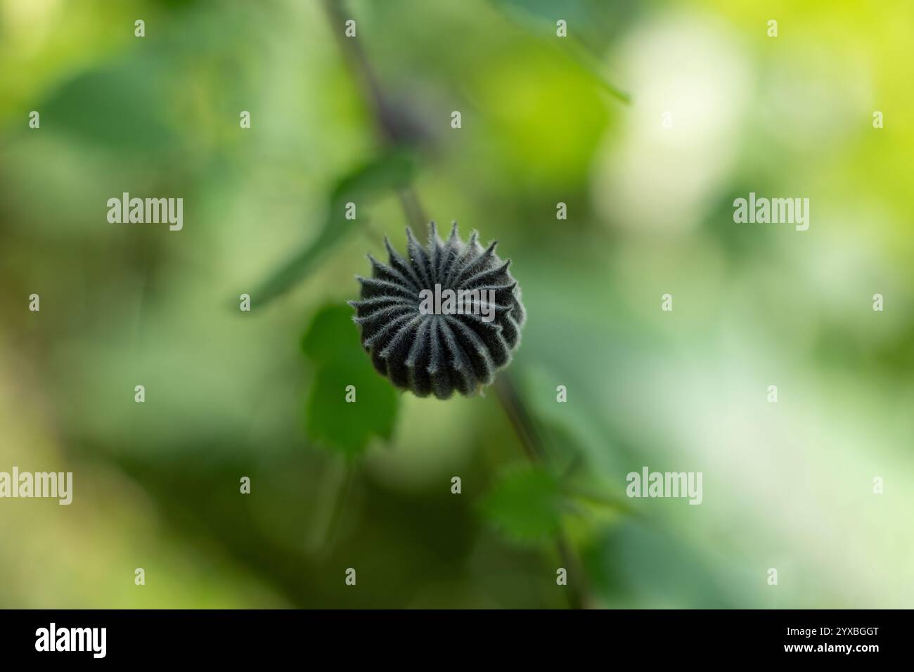 Abutilon theophrasti also known as Velvet plant. Seed is rounded to ...