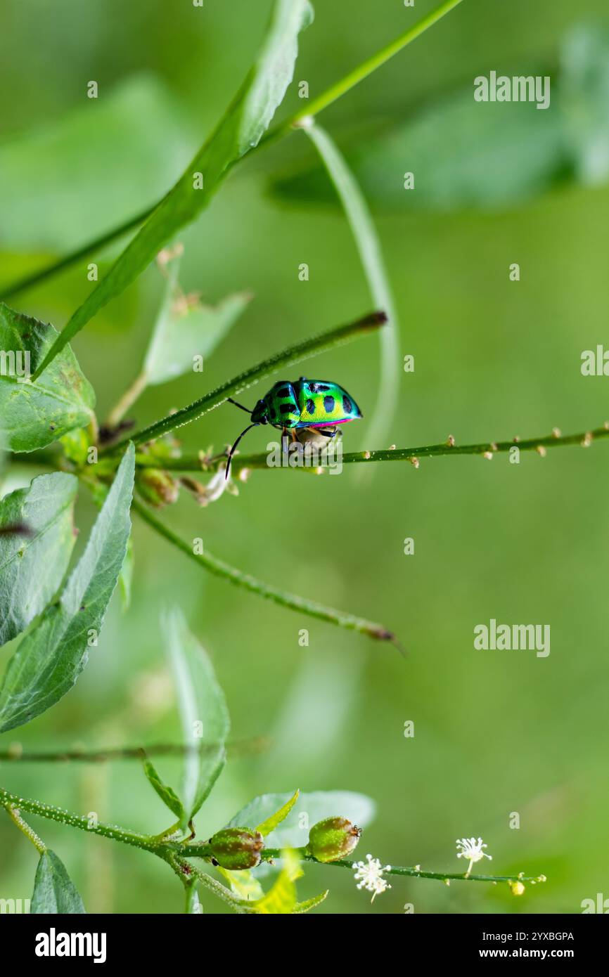 Chrysocoris stollii is a Jewel Bug Scutelleridae in the genus ...