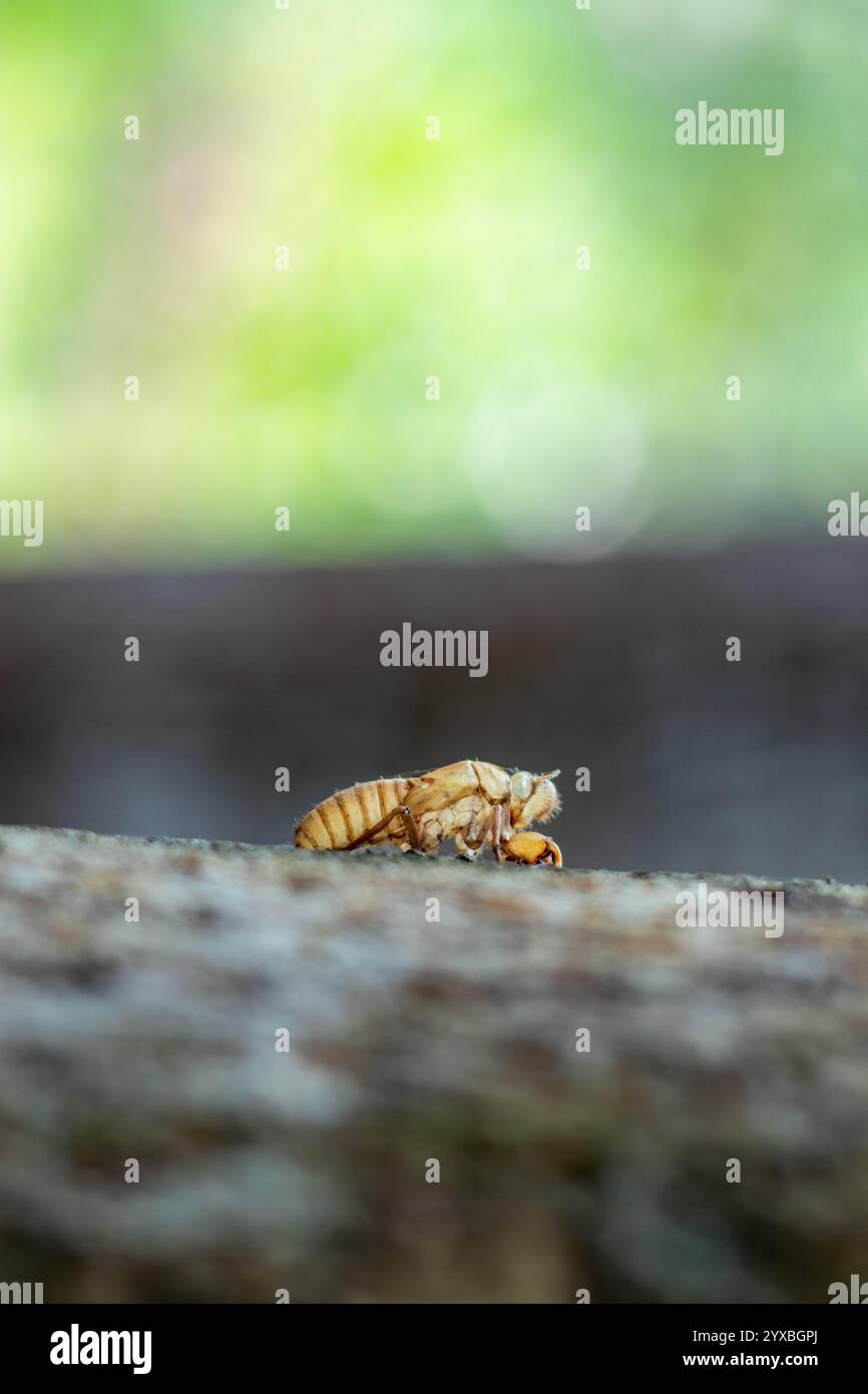 Insect body fluid hi-res stock photography and images - Alamy