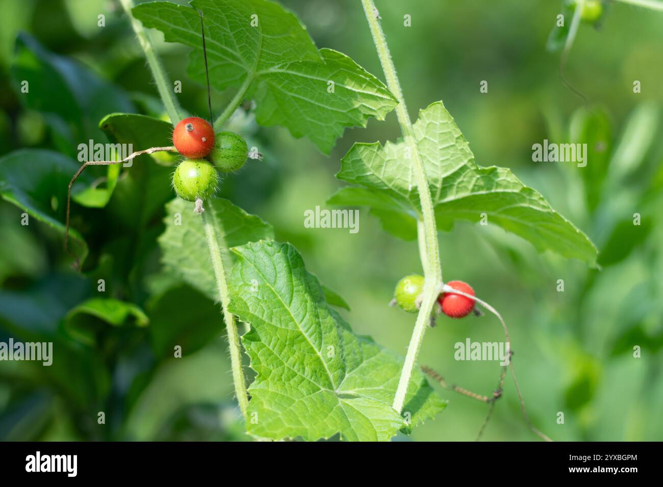 Commonly known as bristly bryony, Madras pea pumpkin, rough bryony ...