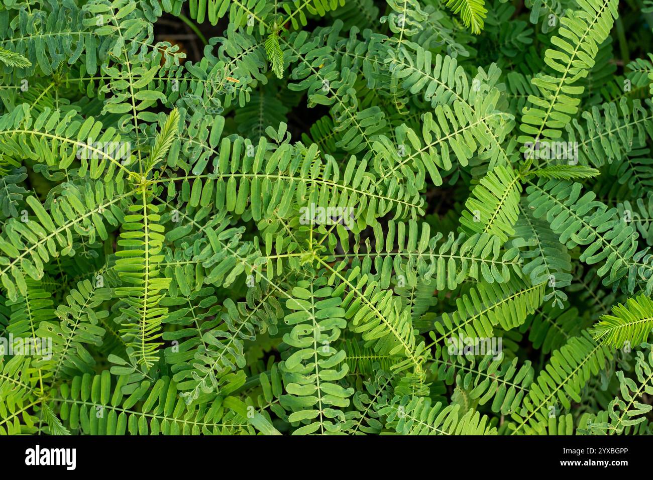 Dhaincha deciduous, short-lived perennial shrub or tree, indigenous to ...