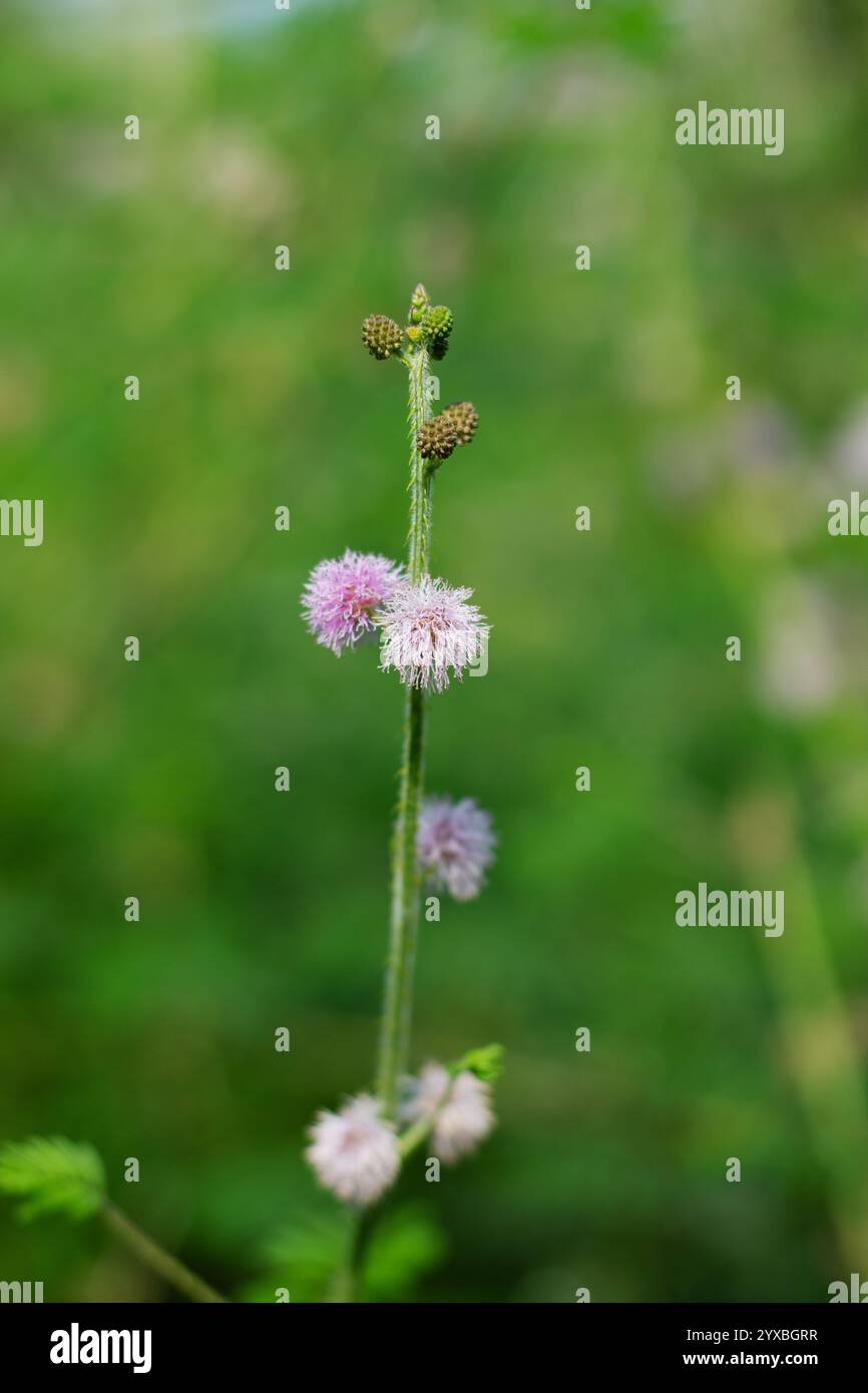Bipinnately compound hi-res stock photography and images - Alamy