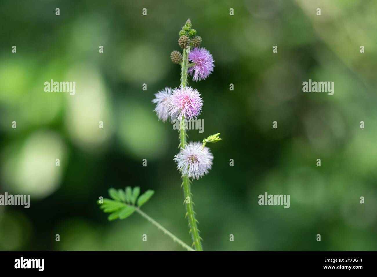 Giant sensitive plant is a shrubby or sprawling annual that behaves as ...