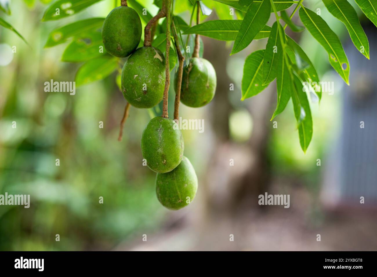 Hog plum is a common name for several plants that produce edible fruit ...