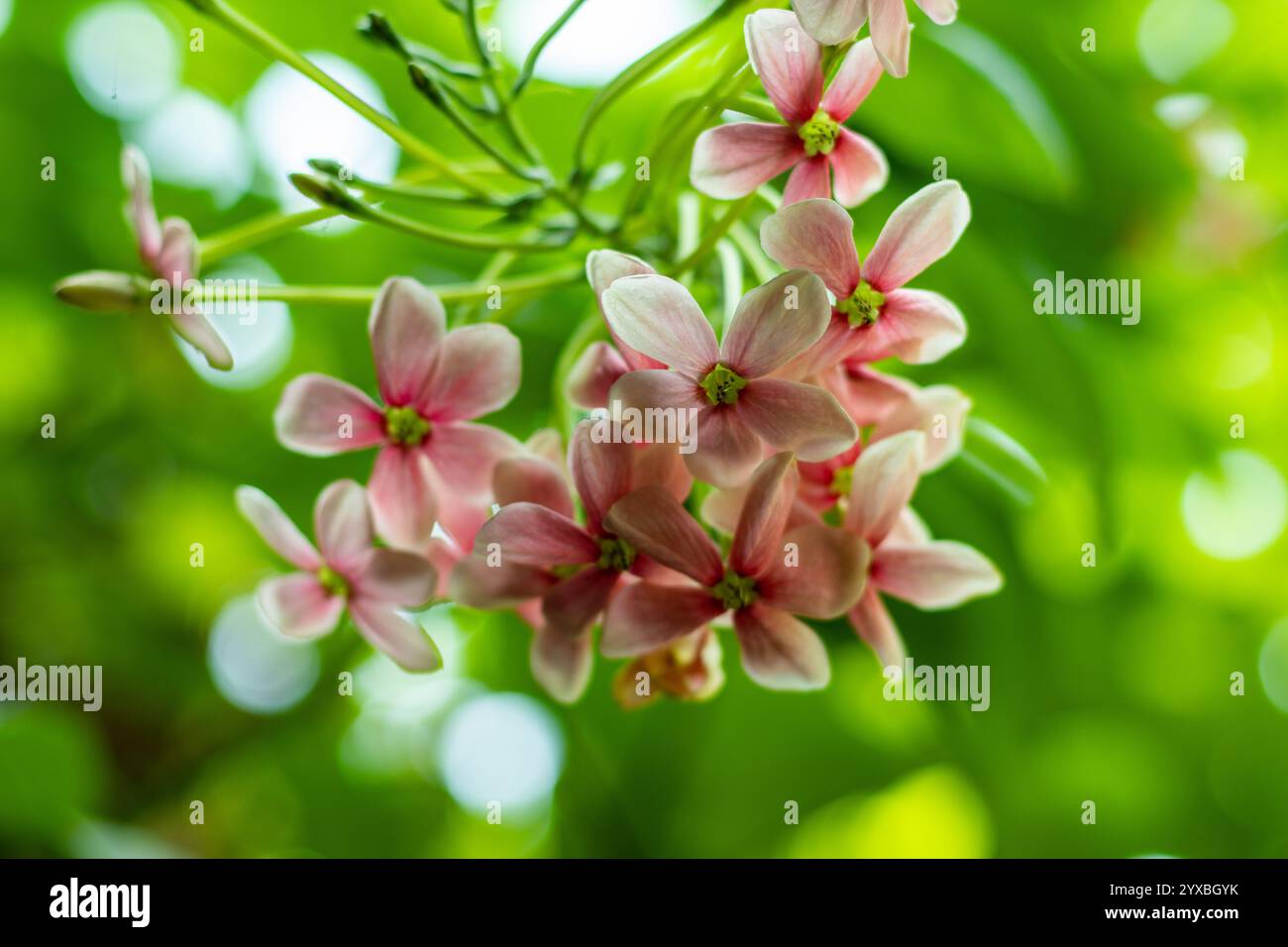 Rangoon creeper, A sturdy, vigorously growing, profusely flowering ...