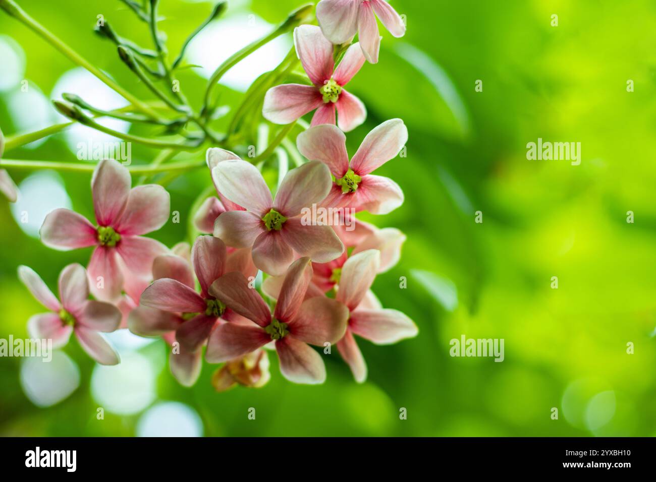 Rangoon creeper, Quisqualis indica, Combretum indicum also known as the ...