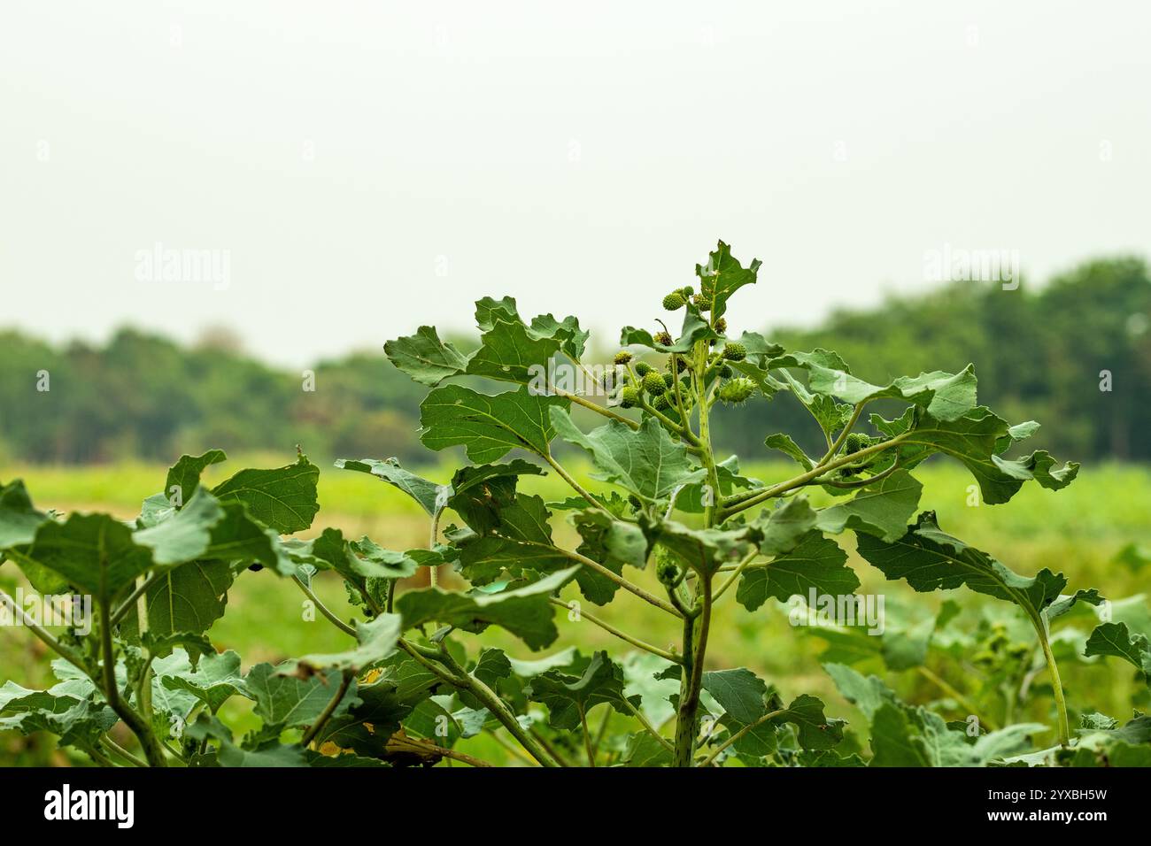 The fruits of rough cocklebur cling to animal fur and human clothing ...