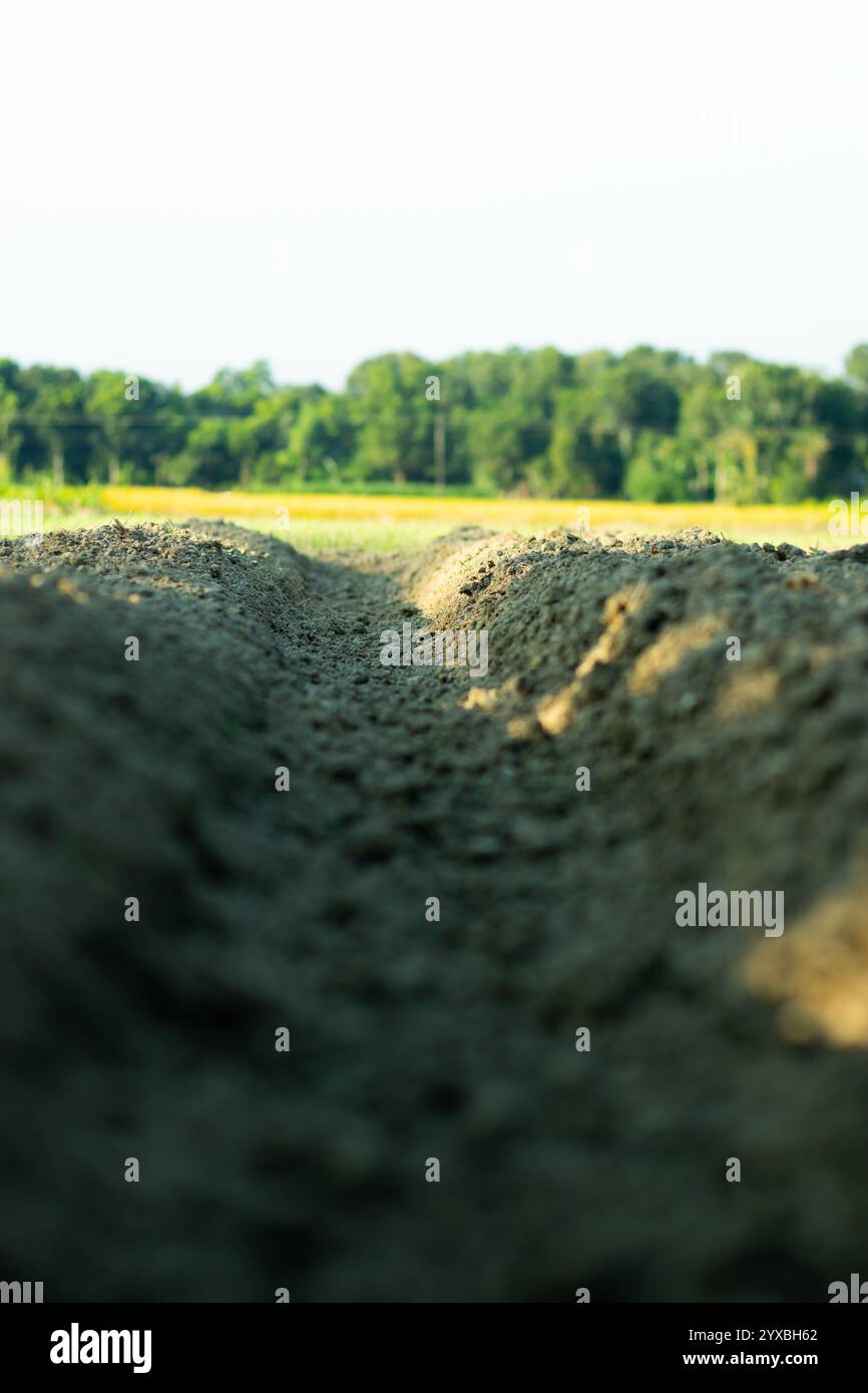 The land is lined with pits for planting potatoes. Rows of big trees ...