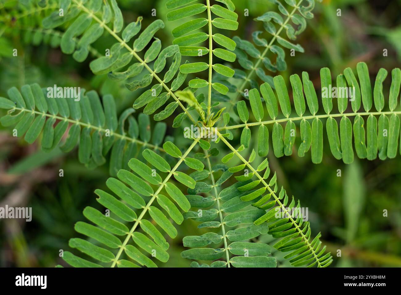 The legume Sesbania bispinosa, also known as Sesbania aculeata pers, is ...