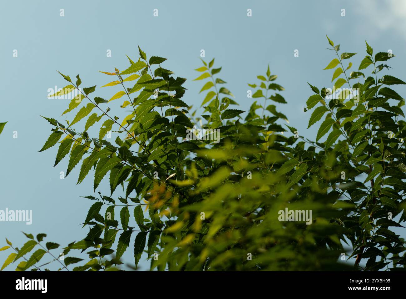 The tree is cultivated in the warmer parts of the country. Neem or ...