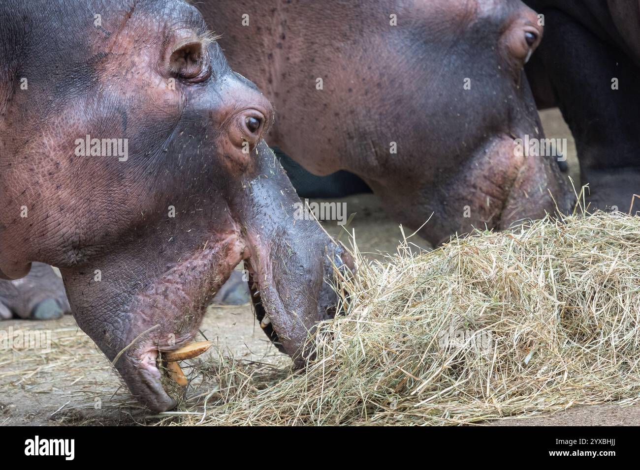 Two hippos are enjoying a meal of hay together in a spacious enclosure ...