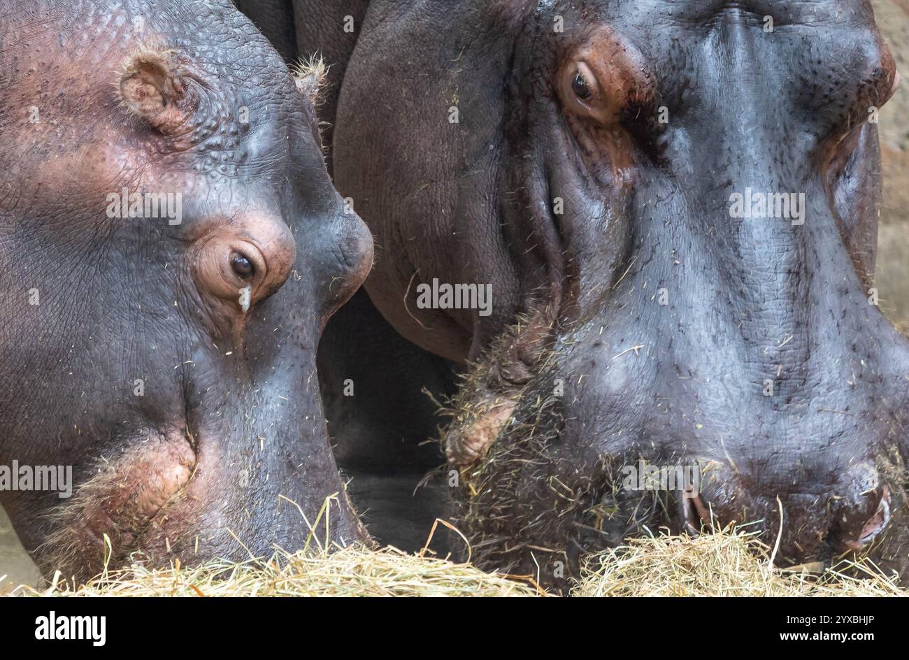 Two hippos are enjoying a meal of hay together in a spacious enclosure ...