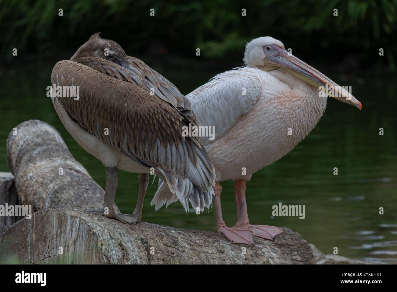 Two elegant shorebirds hi-res stock photography and images - Alamy
