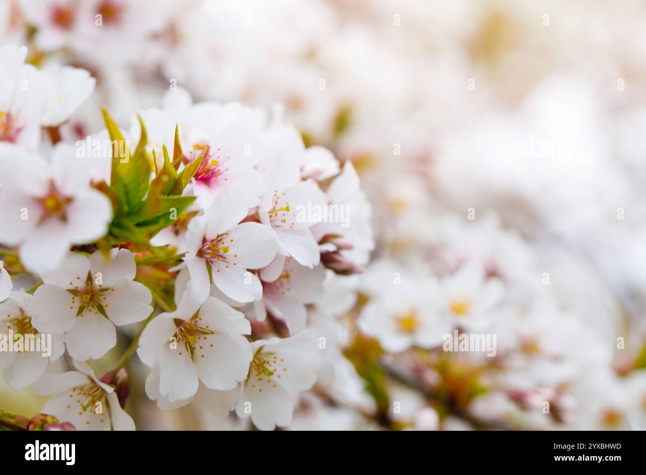 Branches of beautiful white cherry blossoms flower close-up in the ...