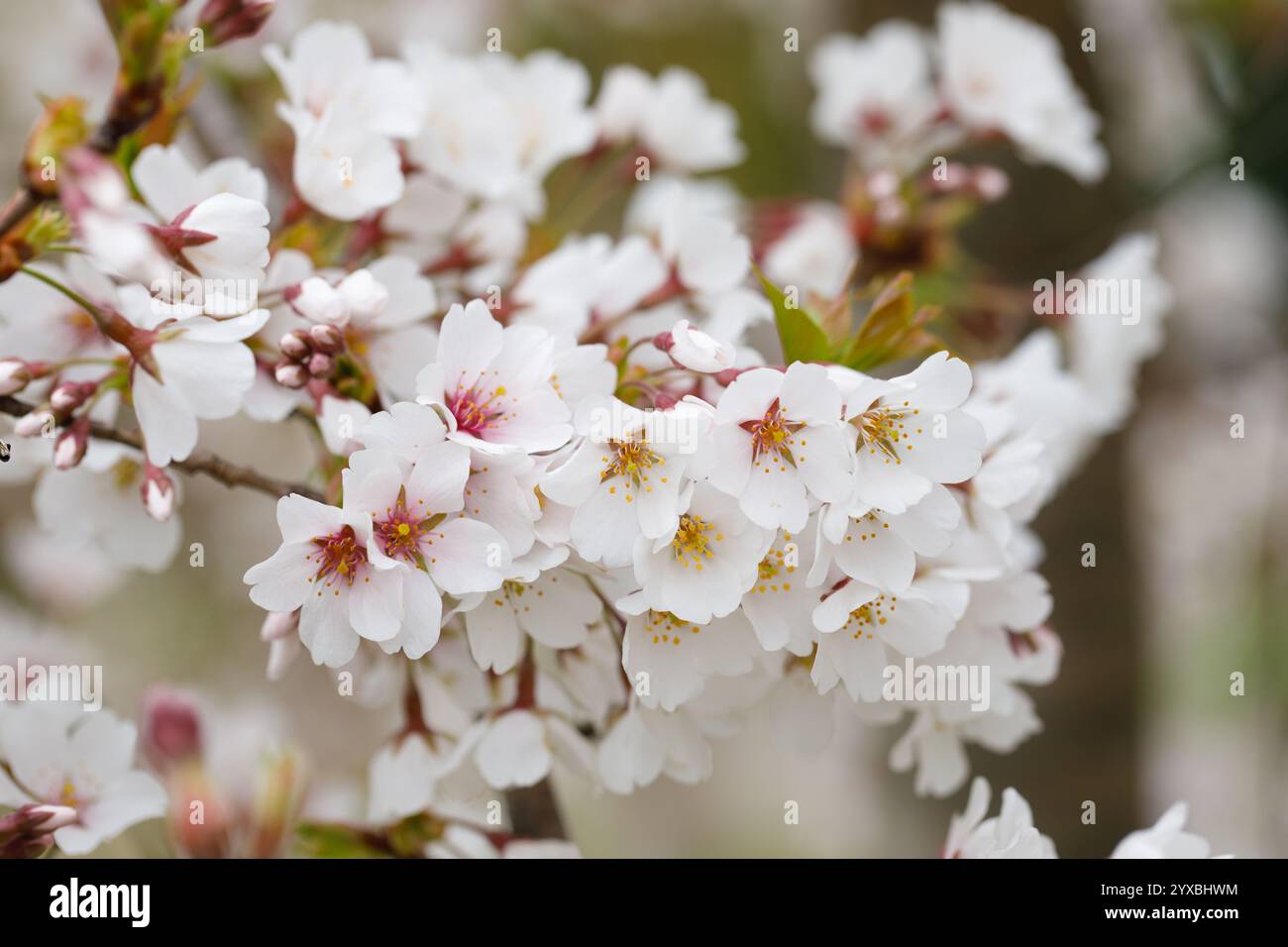 Japan white flower, blossom nature background Stock Photo - Alamy