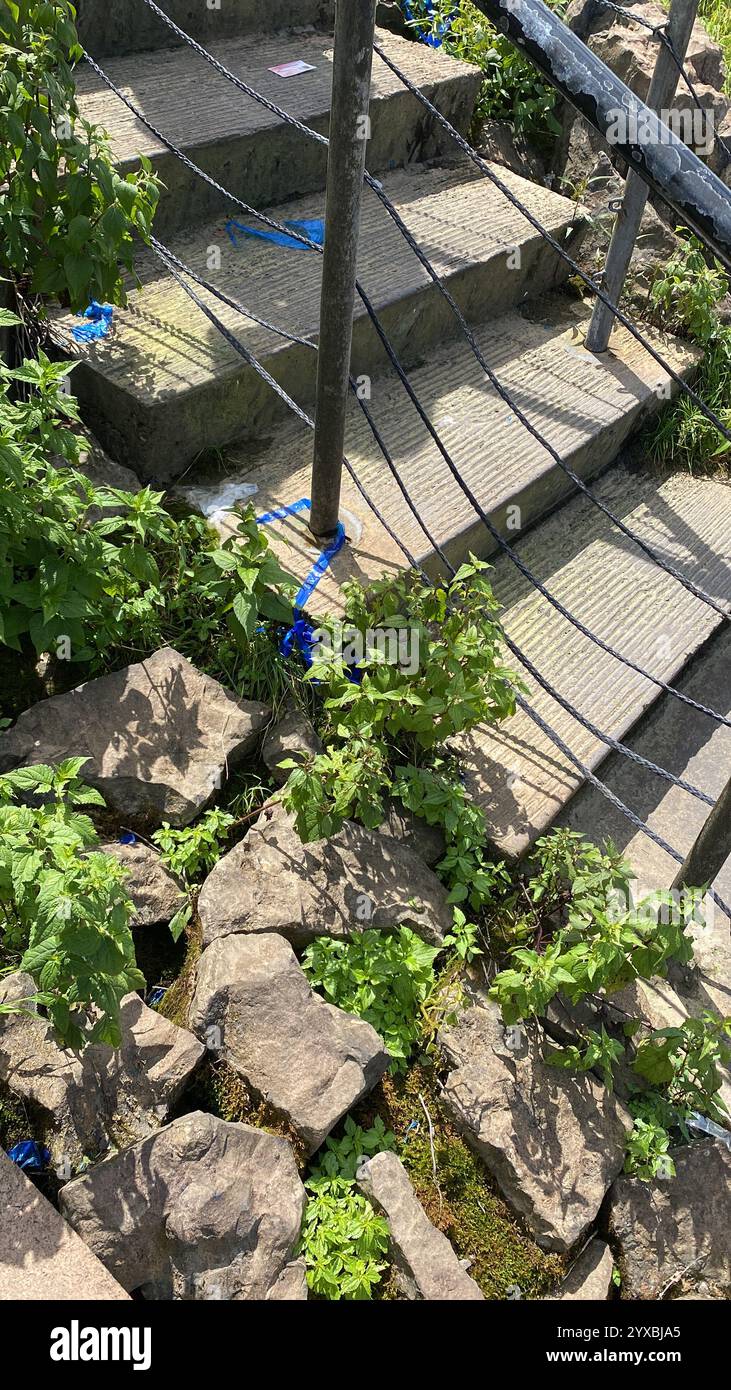 Steps are surrounded by lush greenery, with blue markings for safety ...