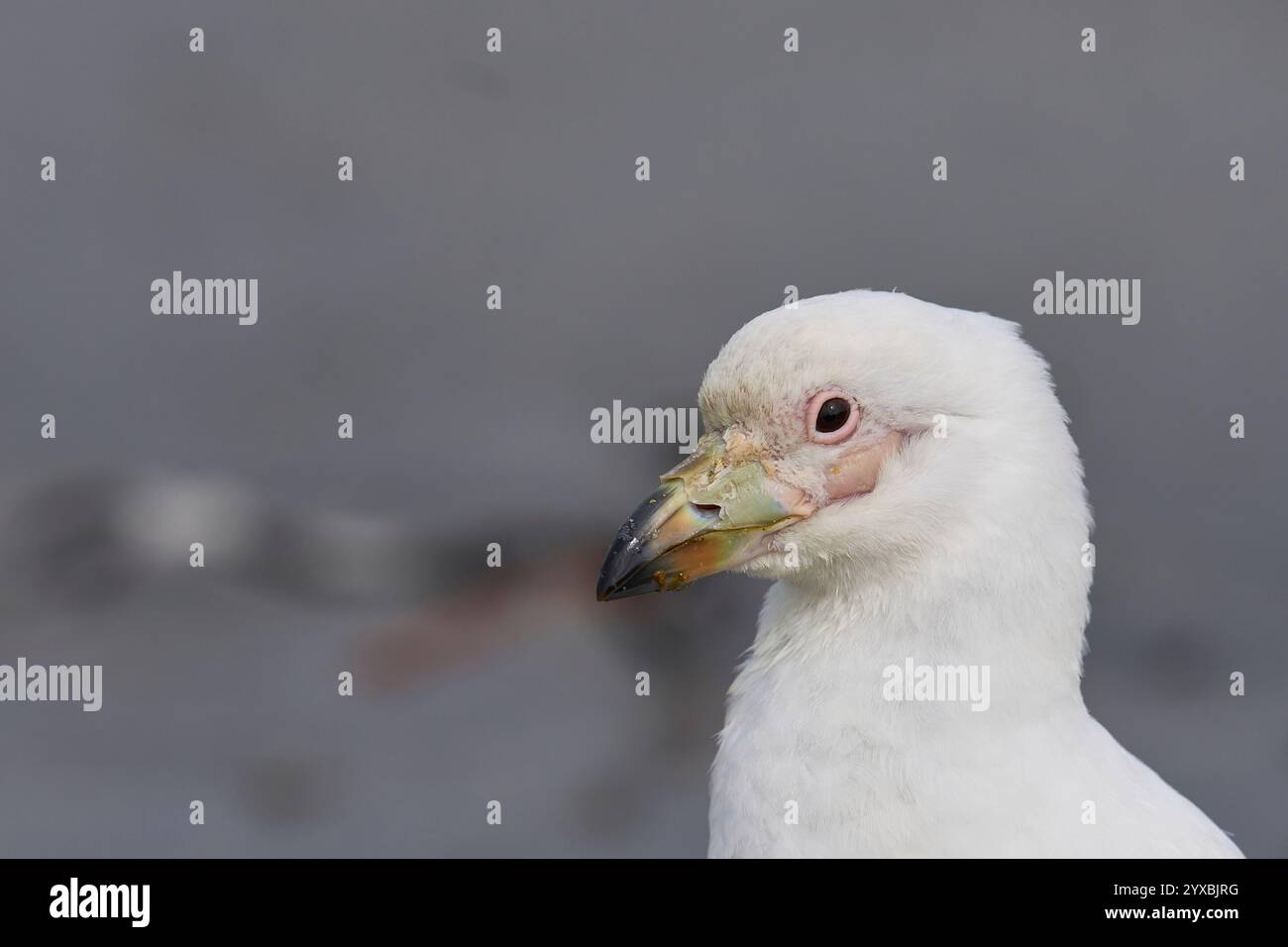 Pale-faced Sheathbill (Chionis albus) on the coast of Sea Lion Island ...
