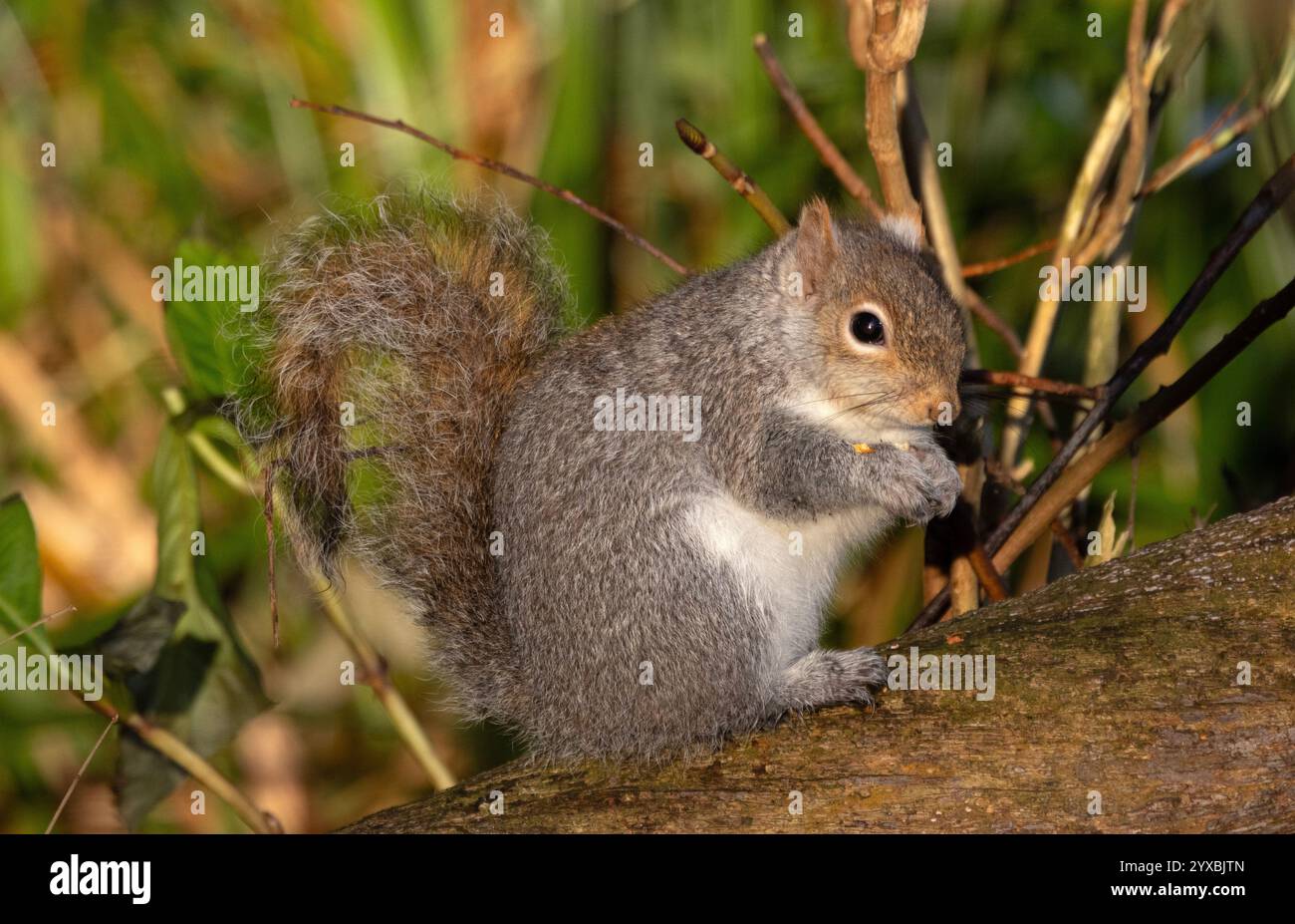 The Grey Squirrel was introduced into the UK over a century ago and has ...