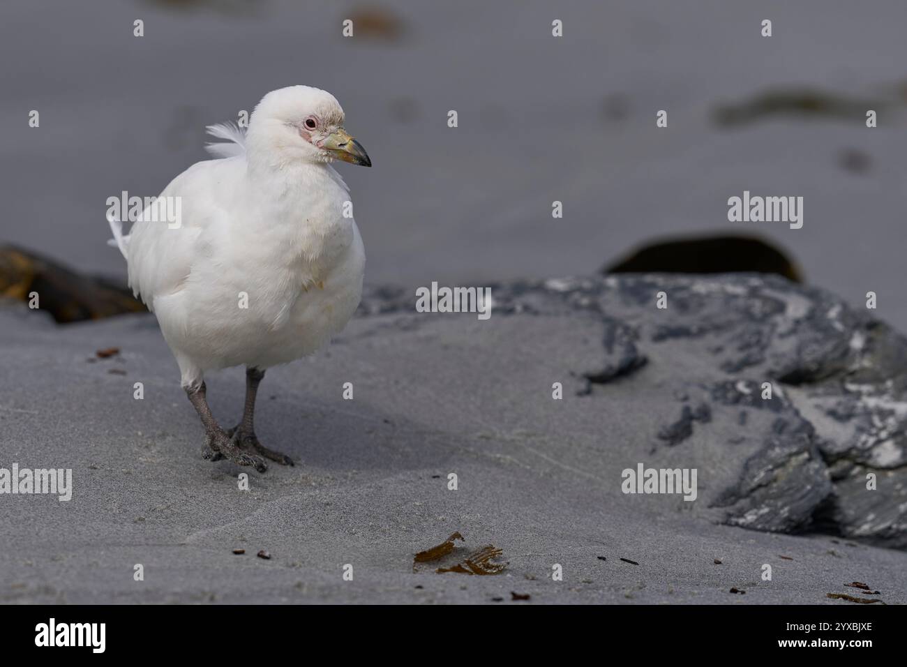 Pale-faced Sheathbill (Chionis albus) on the coast of Sea Lion Island ...