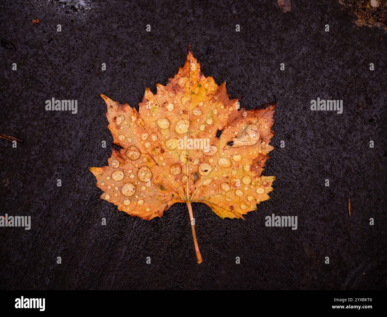 Rain drops falling on red maple tree leaves hi-res stock photography ...