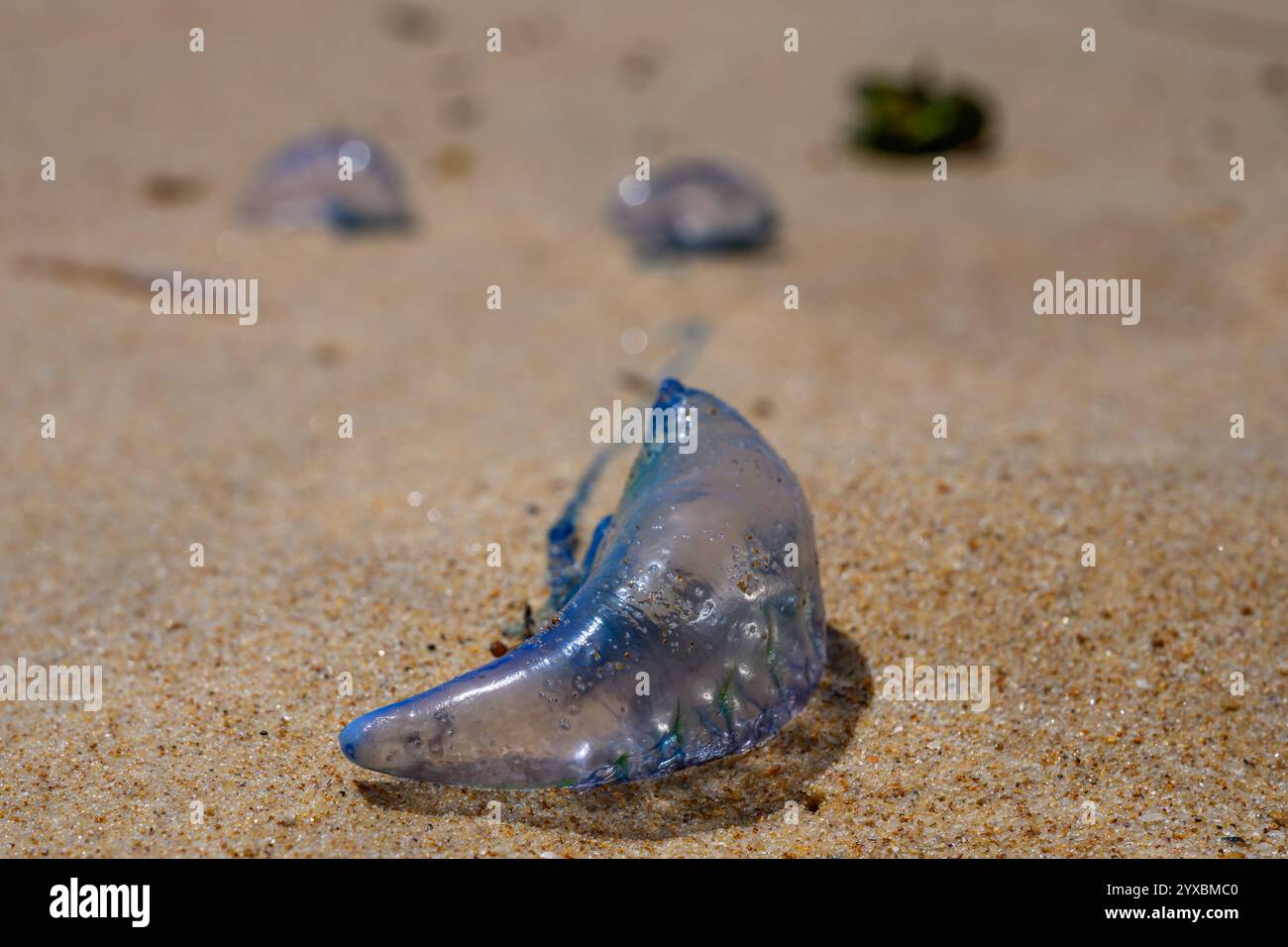 Blue bottle jellyfish on a sandy beach Stock Photo - Alamy