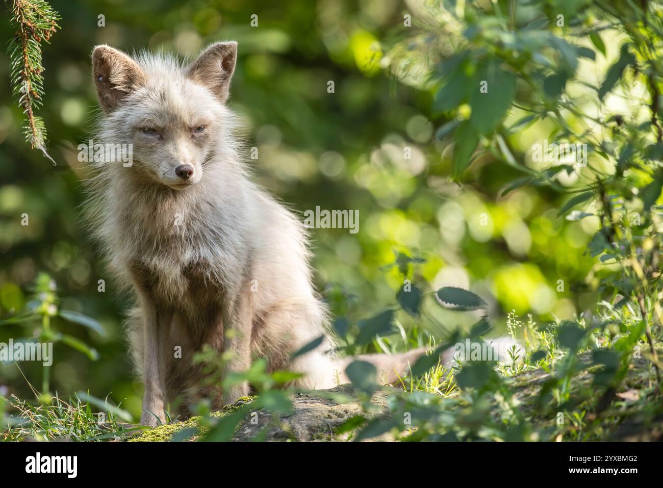 Polarfuchs hi-res stock photography and images - Alamy